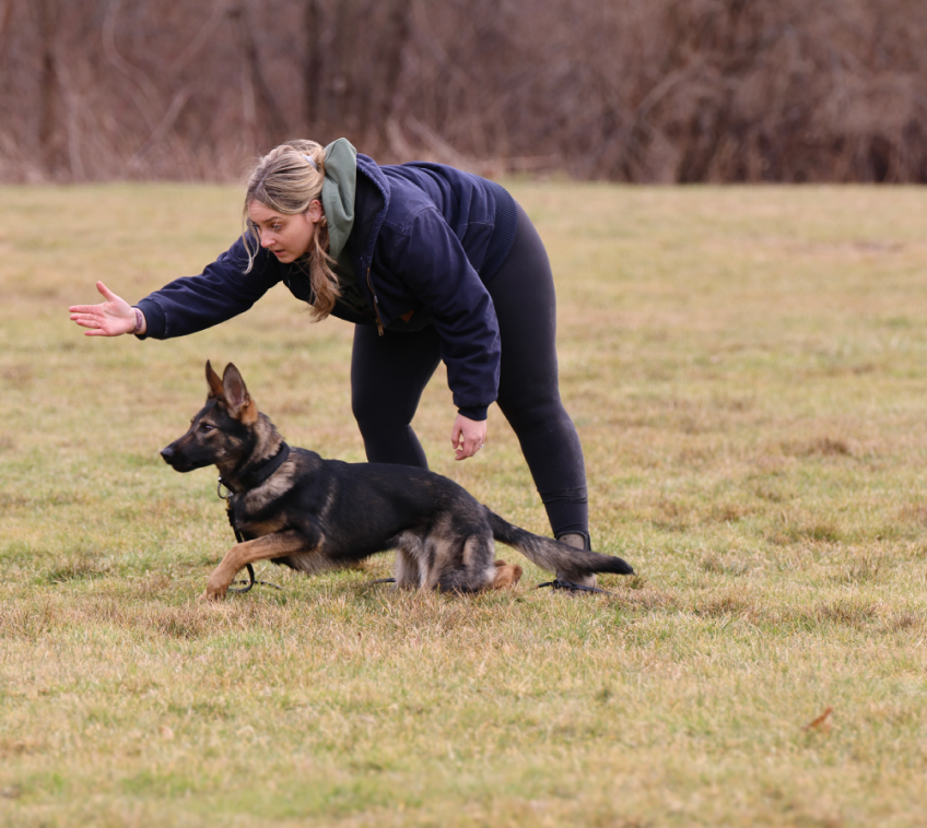 Canine Academy - v3gundogs.com