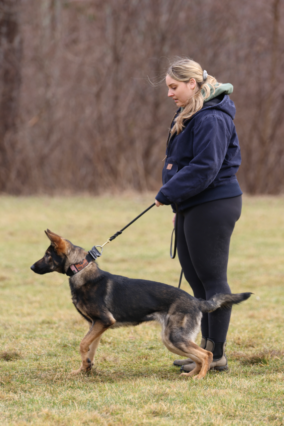Canine Academy - v3gundogs.com